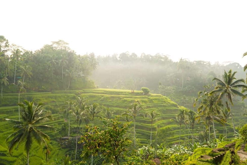 Ubud Adventure: Monkey Forest, Rice Terraces & Waterfalls - Key Points