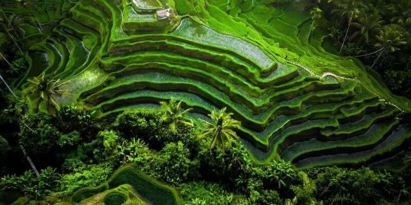 Ubud: All-Inclusive Tour with Optional Lunch - Value for Money: Does the Tour Deliver?