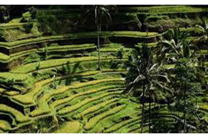 Ubud ATV Quad Bike, Monkey Forest and Rice Terrace - Practical Details and Tips