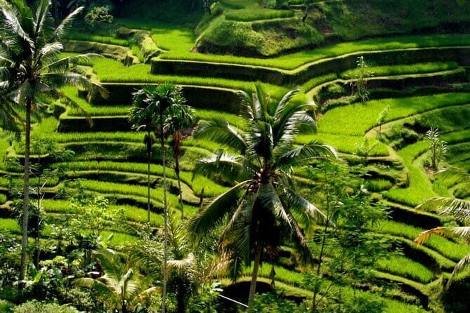 Ubud Bali Art and Culture Tour - Who Will Enjoy This Tour?