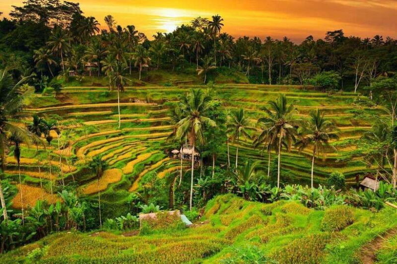 Ubud Bali Tour - Introduction