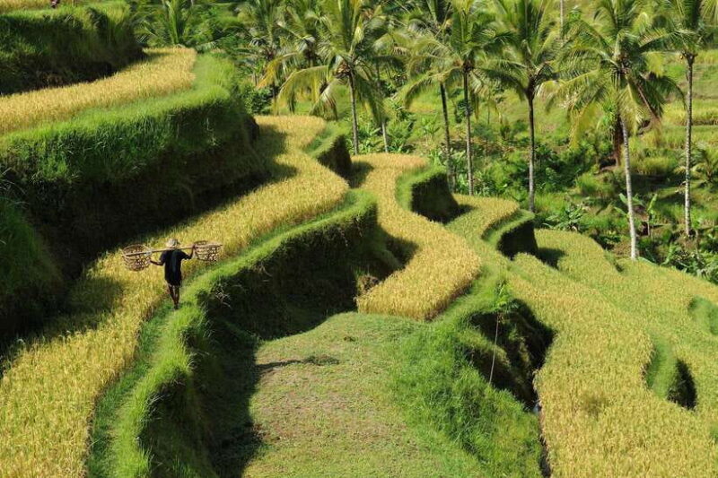 Ubud: Bali's 3 Epic Waterfall, Rice Terrace, and Temple Tour - Detailed Exploration of the Tour