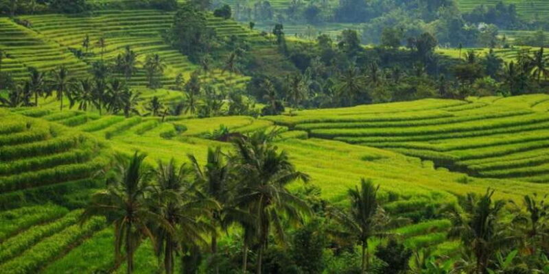 Ubud Bliss Tour - Rice terrace, monkey forest, infinity pool - Transportation and Group Size