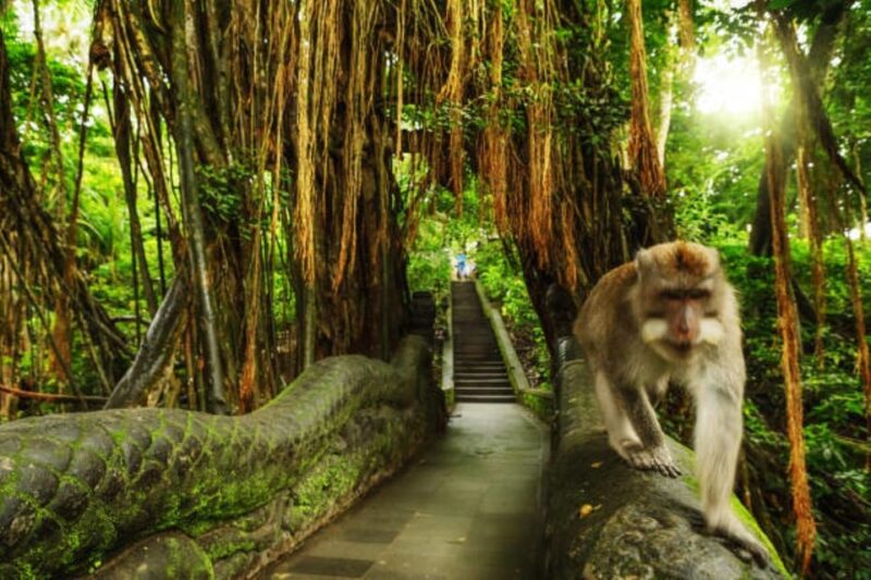 Ubud Bliss Tour - Rice terrace, monkey forest, infinity pool - The Sum Up