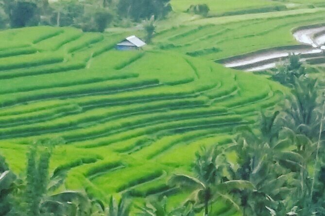 Ubud Buggy Adventure & Costumize Activities & cultural tours - What You Can Expect from the Tour
