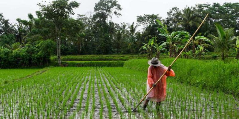 Ubud & Canggu: Rice Terrace, Waterfall & Black Sand Beach - Transportation and Guides