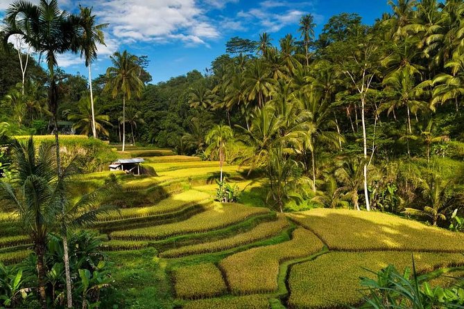 Ubud City Tour II: Monkey Forest, Palace, Art Market, and Rice Terrace - FAQ