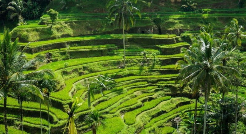 Ubud: Customised Bali Ubud Tour With Transfer - What’s Included and What’s Not?