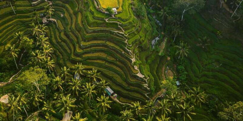 Ubud : Customizable Tour With Private Driver - Key Points