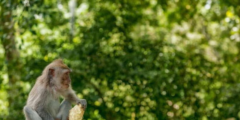 Ubud : Customizable Tour With Private Driver - The Sum Up