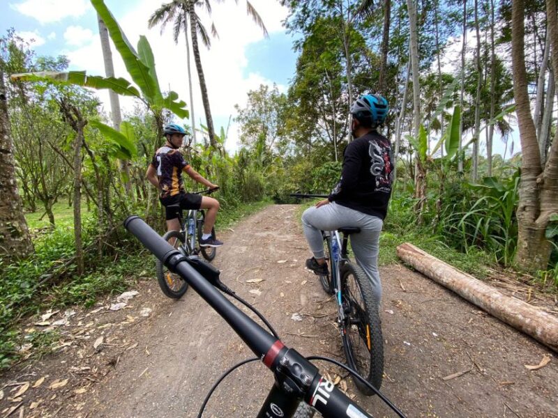 Ubud: Downhill Cycling with Volcano, Rice Terraces, and Meal - What to Expect During the Tour