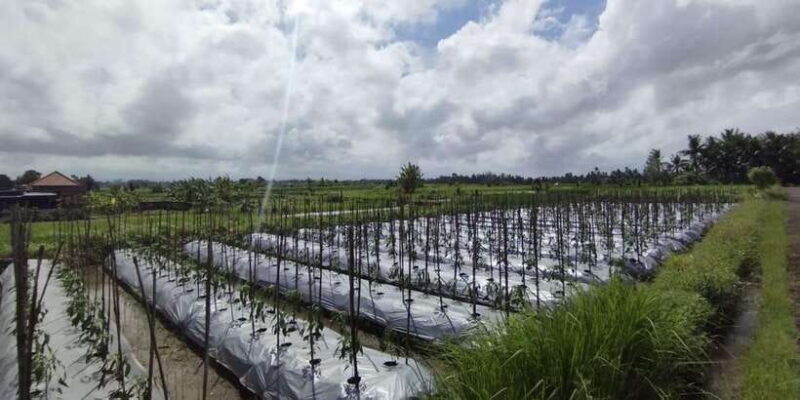 Ubud e-Bike Tour & Whitewater Rafting - Who Should Consider This Tour?