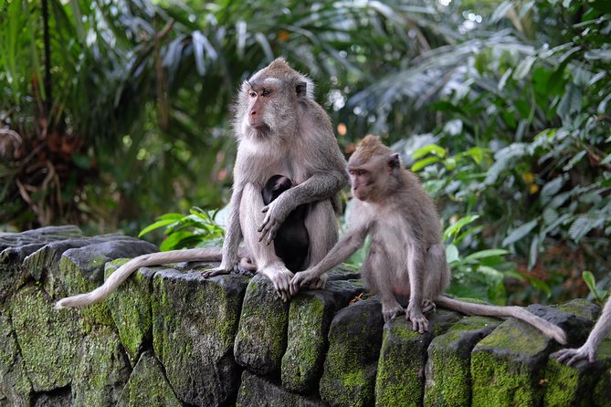 Ubud Experience ; Swing, Waterfalls, Art Market, Rice Terrace - Authentic Experiences and What Travelers Say