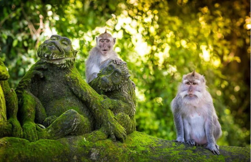 Ubud: Exploring Nature and Spirituality - An In-Depth Look at What the Tour Offers