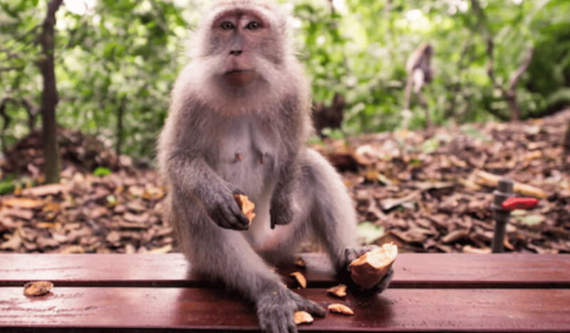 Ubud Full Day Private Tour with All Inclusive - Key Points