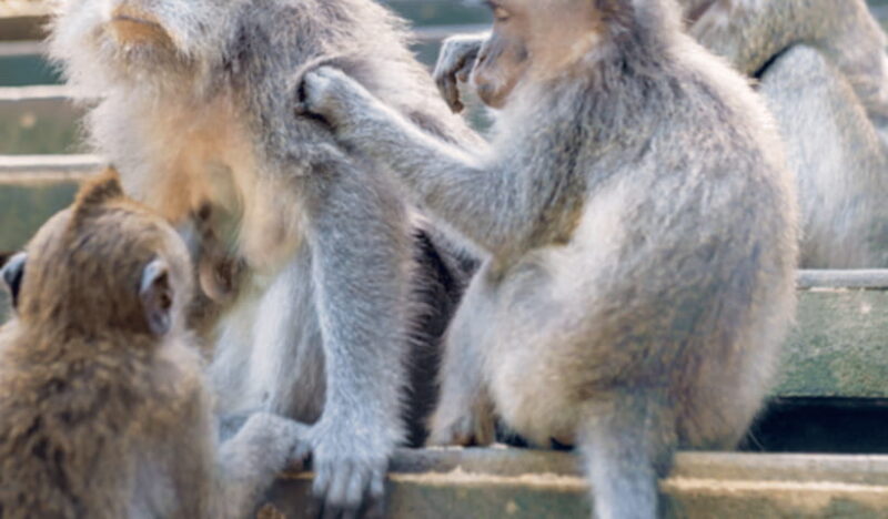 Ubud Full Day Private Tour with All Inclusive - Authenticity and Value