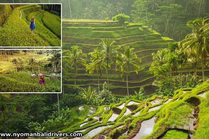 Ubud Full Day Tour - Exploring the Itinerary – What to Expect from the Ubud Full Day Tour