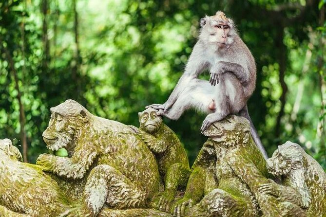 Ubud Full Day Tour Waterfall Monkey Forest Rice Terrace - Who Is This Tour Best For?