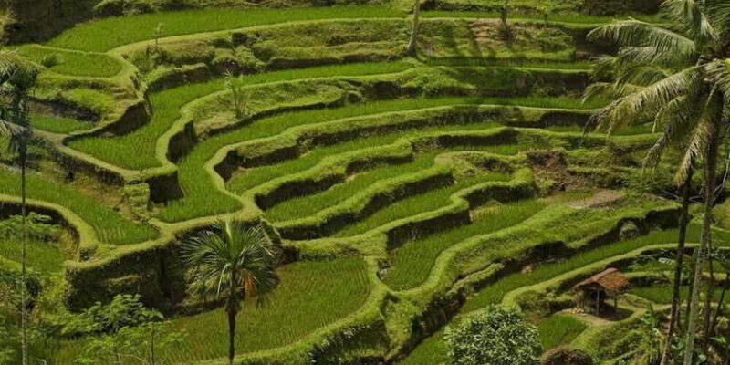 Ubud : fullday tour with jungle swing - Frequently Asked Questions