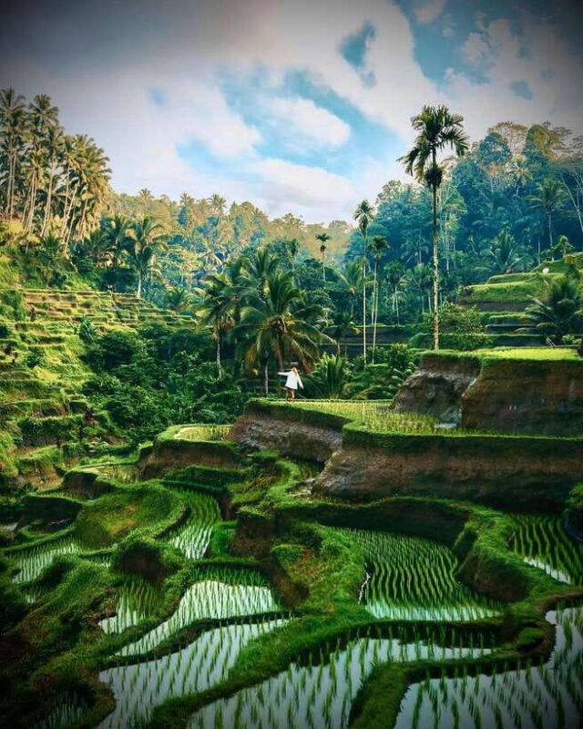 Ubud: Hidden Waterfall, Monkey Forest, Rice Terrace & Swing - Itinerary Breakdown: What Makes Each Stop Special