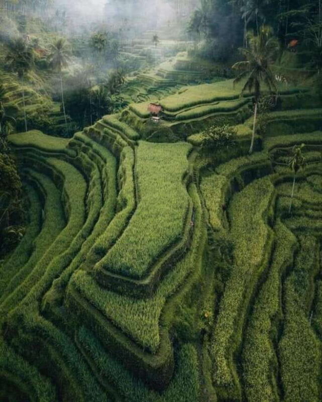 Ubud: Highlight Best of Ubud Day Tour - Cost and Value