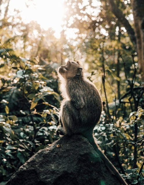 Ubud: Highlight Nature Wildlife, Swing & Waterfall - Key Points