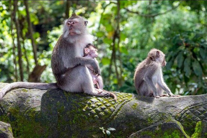 Ubud, Kintamani Volcanos Bali tour - Who Should Consider This Tour?