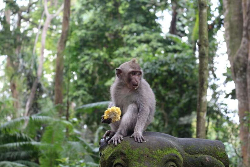 Ubud: Monkey Forest, Rice Terrace, and Waterfall - Why This Tour is a Good Deal