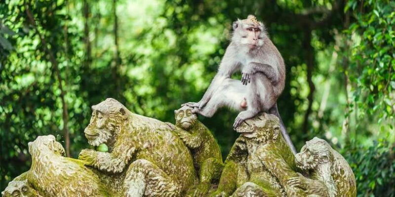 Ubud Monkey Forest, Rice Terrace, Swing, Temple & Waterfall - Key Points