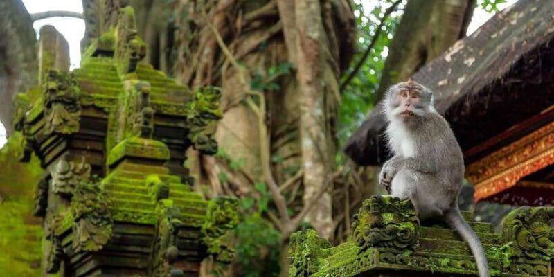 Ubud Monkey Forest, Rice Terrace, Swing, Temple & Waterfall - The Experience: What You Can Expect