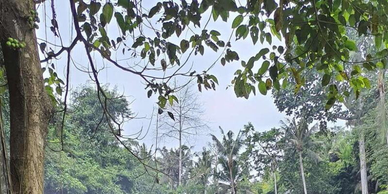 Ubud Monkey Forest, Rice Terrace, Swing, Temple & Waterfall - Who Is This Tour Best For?