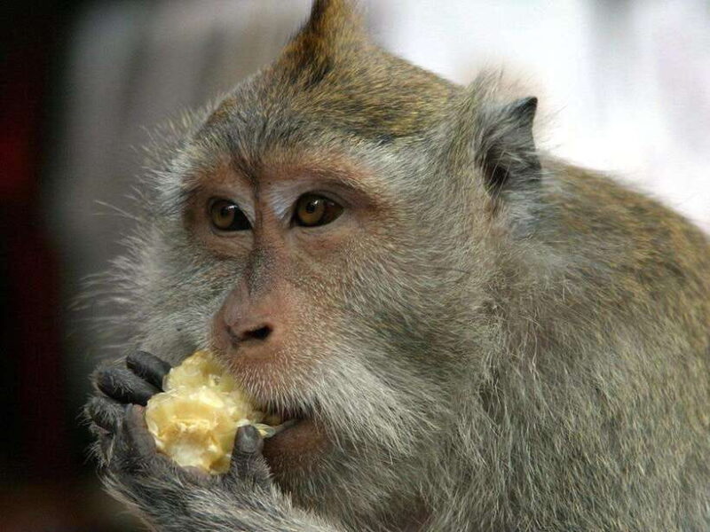 Ubud : Monkey Forest, Rice Terrace, Waterfall / Private Tour - Key Points