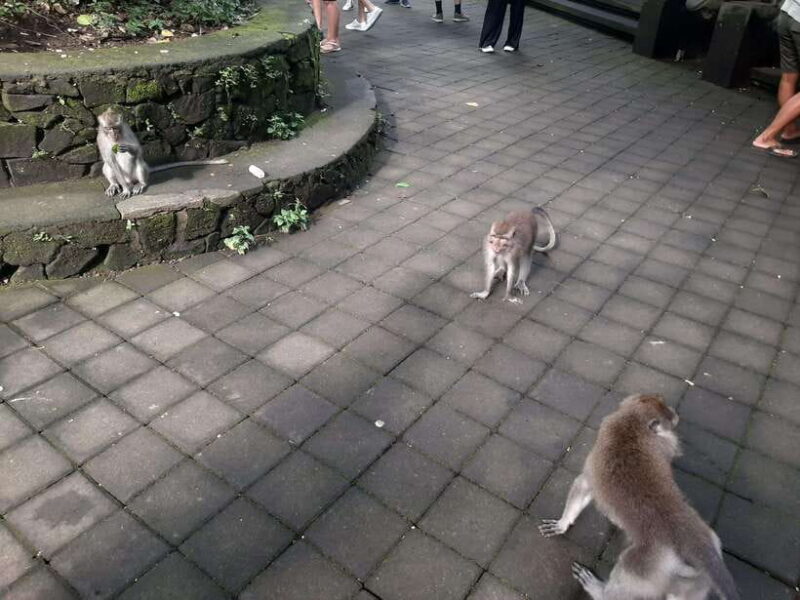 Ubud: Monkey Forest, Rice Terraces, and Waterfall - An In-Depth Look at the Ubud Tour Experience