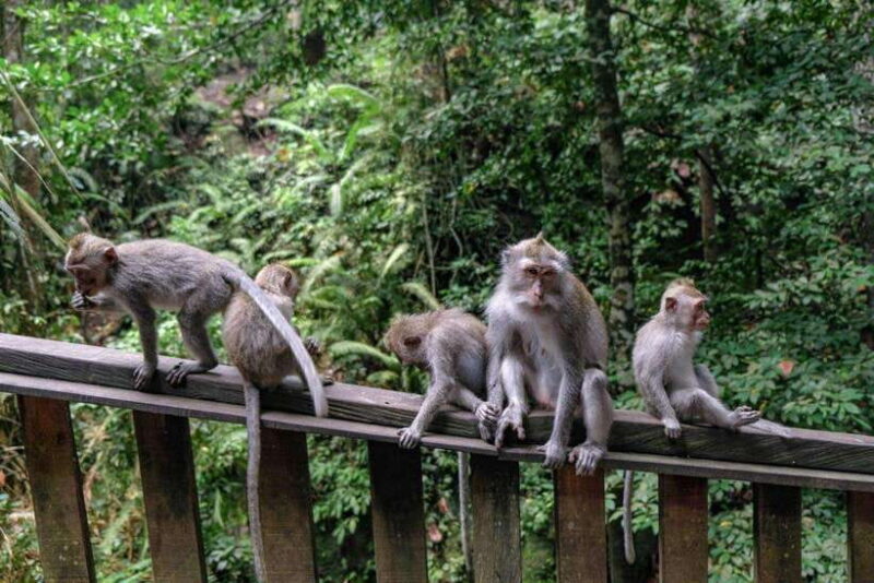 Ubud: Monkey Forest, Rice Terraces, and Waterfall Tour - Key Points