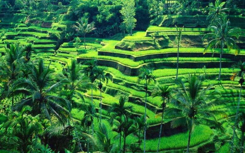 Ubud: Monkey Forest, Rice Terraces, and Waterfall Tour - Practical Details and Tips
