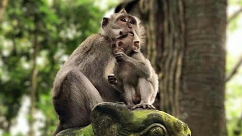 Ubud: Monkey Forest, Rice Terraces, Temple&Petanu Waterfall - Key Points