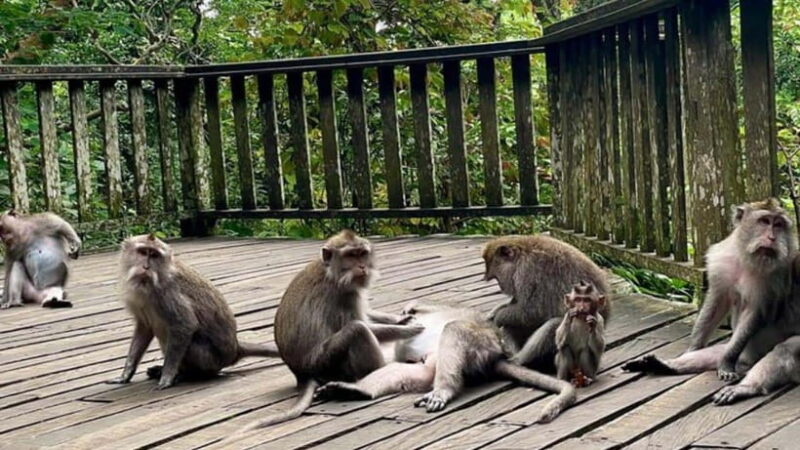 Ubud: Monkey Forest, Rice Terraces, Temple&Petanu Waterfall - A Detailed Breakdown of the Itinerary