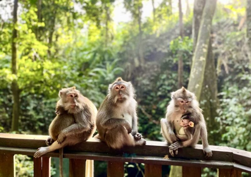 Ubud: Monkey Forest Sanctuary & Jungle Swing Tour - What Travelers Typically Say