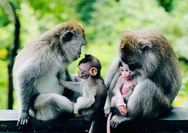 Ubud: Monkey Forest Sanctuary & Jungle Swing Tour - FAQ: Your Practical Questions Answered