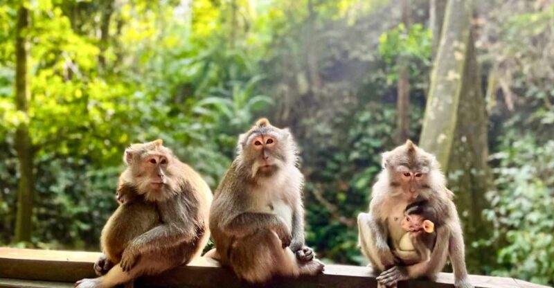 Ubud: Monkey Forest Sanctuary & Jungle Swing Tour - Final Thoughts: Who Will Benefit Most?