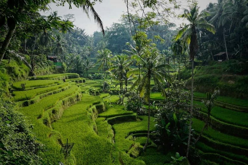 Ubud: Monkey Forest, Tegenungan Waterfall, and Rice Terraces - A Closer Look at the Ubud Tour Experience