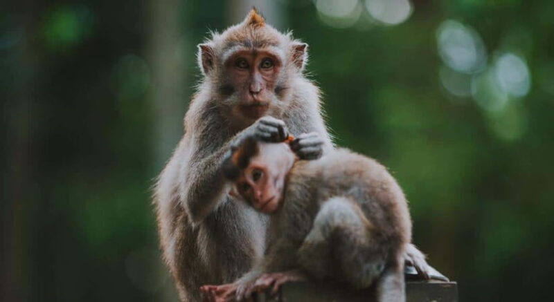 Ubud: Monkey Forest, Tegenungan Waterfall, and Rice Terraces - Key Points