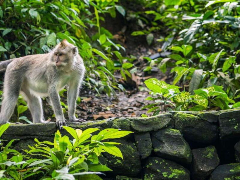 Ubud: Monkey Forest, Temple, Rice Terraces, Hidden Waterfall - Exploring Ubud: Monkey Forest, Rice Terraces, Waterfalls, and Temples – An Honest Review
