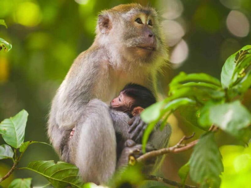 Ubud: Monkey Forest, Temple, Rice Terraces, Hidden Waterfall - A Deep Dive into the Ubud Tour