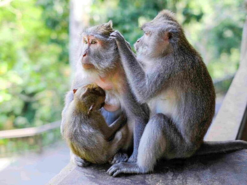 Ubud: Monkey Forest, Temple, Rice Terraces, Hidden Waterfall - Who Will Love This Tour?