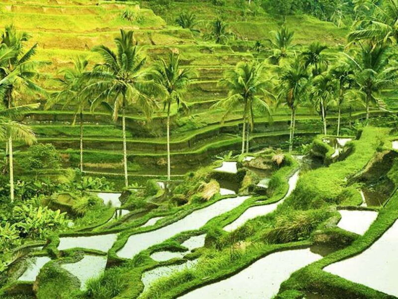 Ubud: Monkey Forest, Temple, Rice Terraces, Hidden Waterfall - FAQ