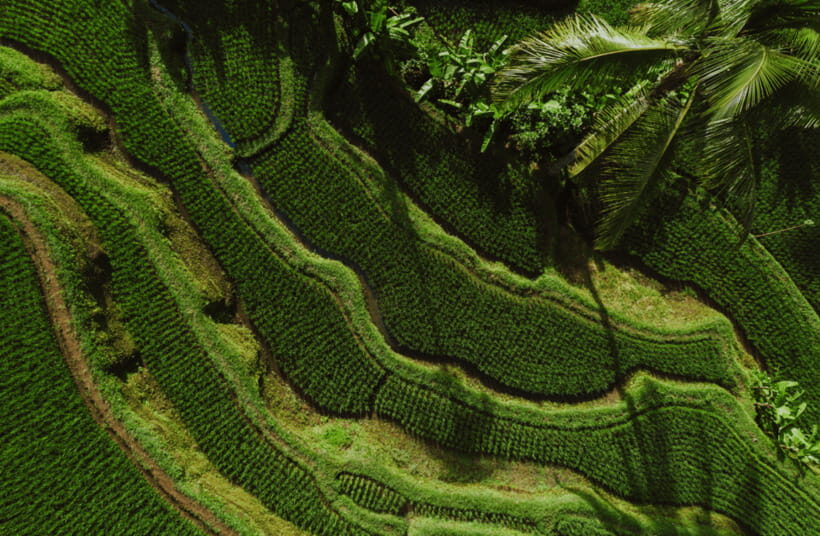 Ubud: Monkey Forest, Waterfall, and Rice Terrace Tour - Authenticity and Traveler Feedback