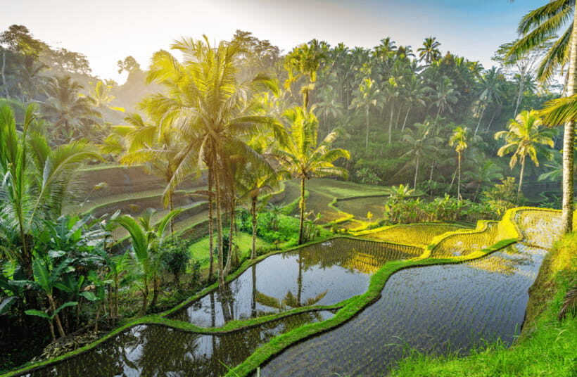 Ubud: Monkey Forest, Waterfall, and Rice Terrace Tour - FAQs