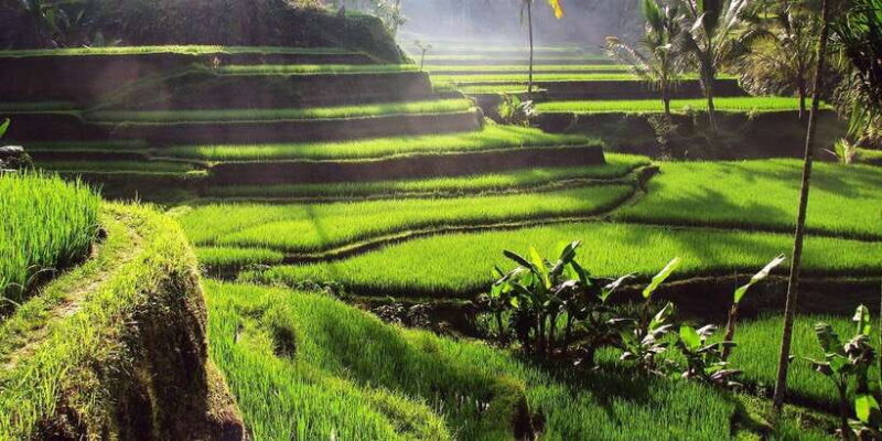 Ubud Monkey Forest, Waterfall, Temple and Rice Terrace Tour - Additional Details and Practical Tips