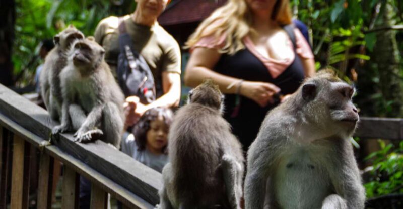 Ubud Monkey Forest, Waterfall, Temple and Rice Terrace Tour - The Sum Up: Who is This Tour Best For?